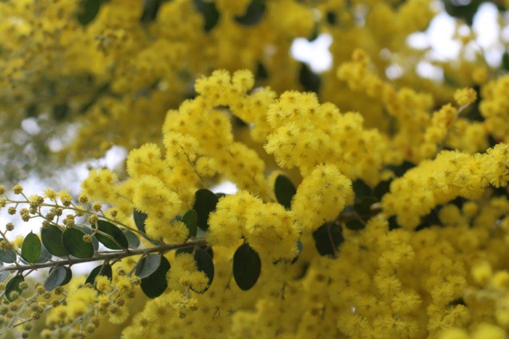 Queensland Silver Wattle Bush - Acacia podalyriifolia - Miss Tree