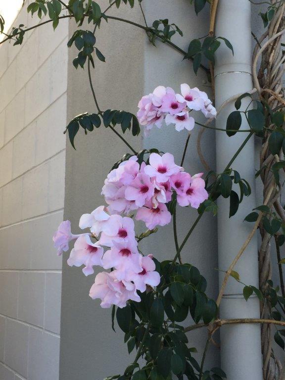 Bower of Beauty - Pandorea jasminoides - Miss Tree